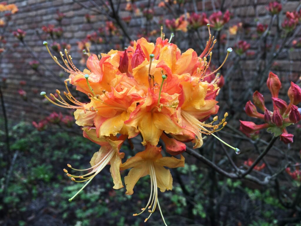 Native azaleas on the Gulf Coast - Bellingrath Gardens