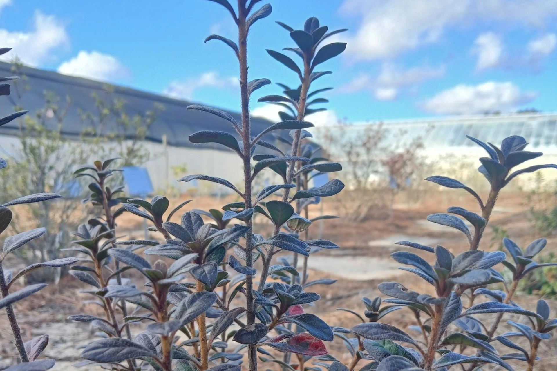 Azalea Core Collection Part 2 - Bellingrath Gardens