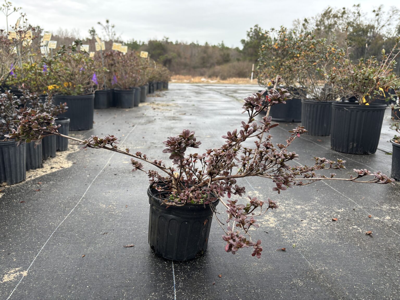 Azalea Core Collection Part 3 - Bellingrath Gardens