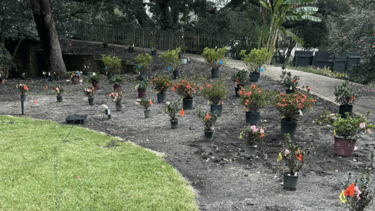 A Fellowship of Azaleas - Bellingrath Gardens