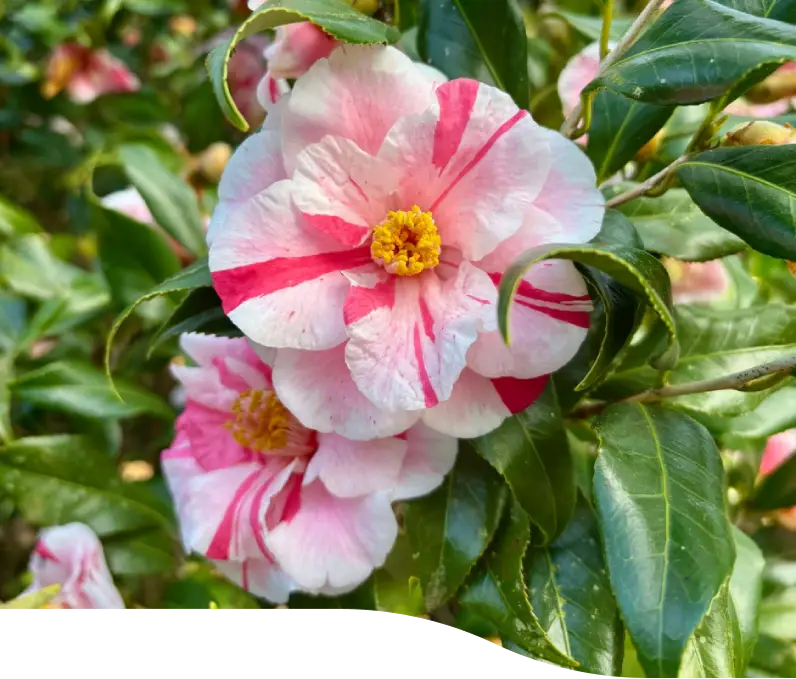 Centennial Master Plan - Bellingrath Gardens